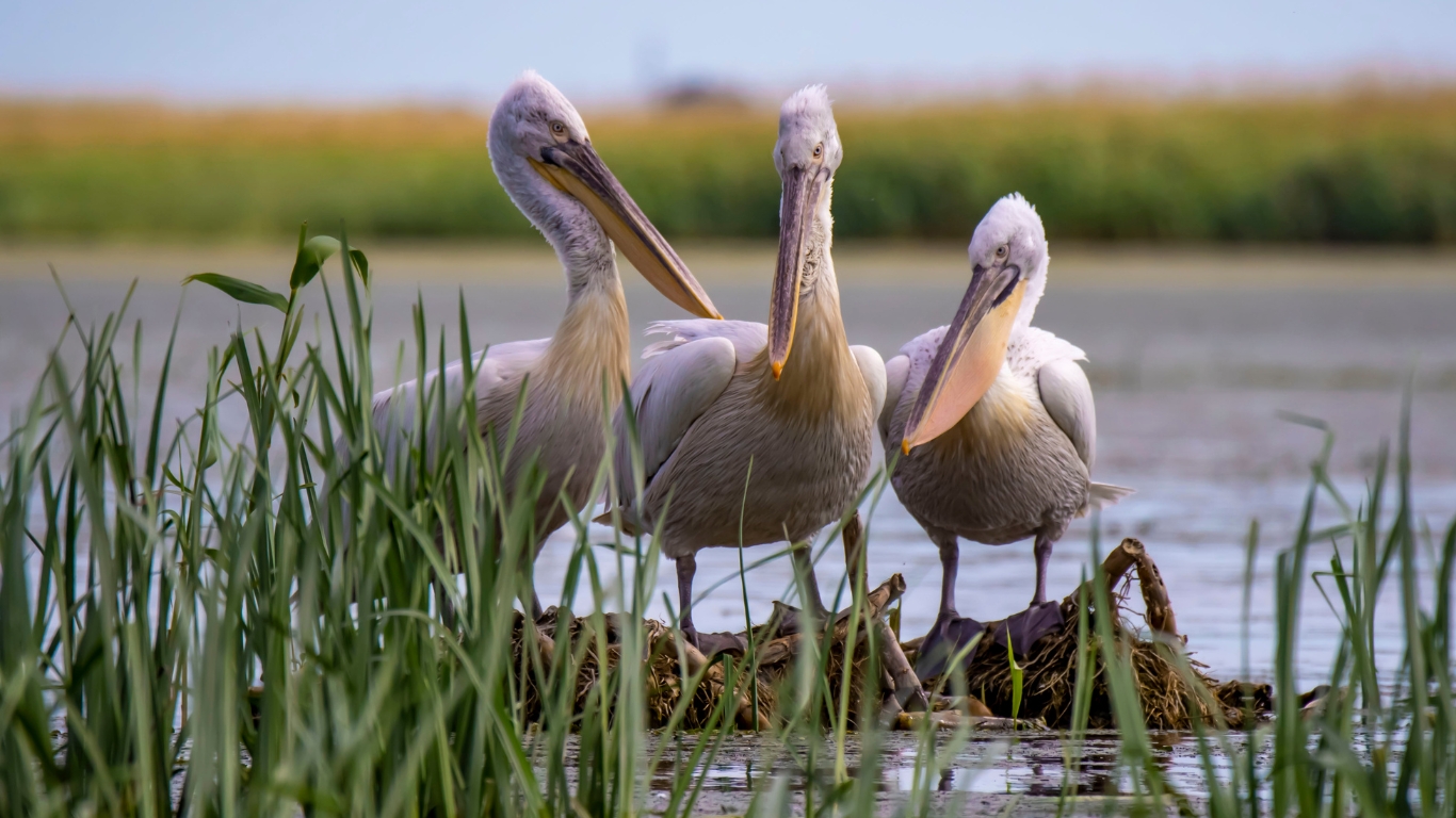 Meet the Pelican Leadership Academy Class of 2025 - Pelican Policy